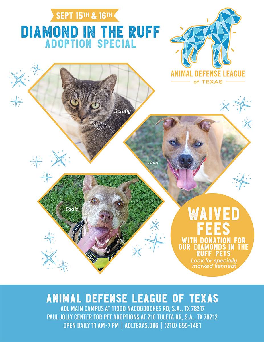 Diamond in the ruff - Animal Defense League of Texas - San Antonio ...