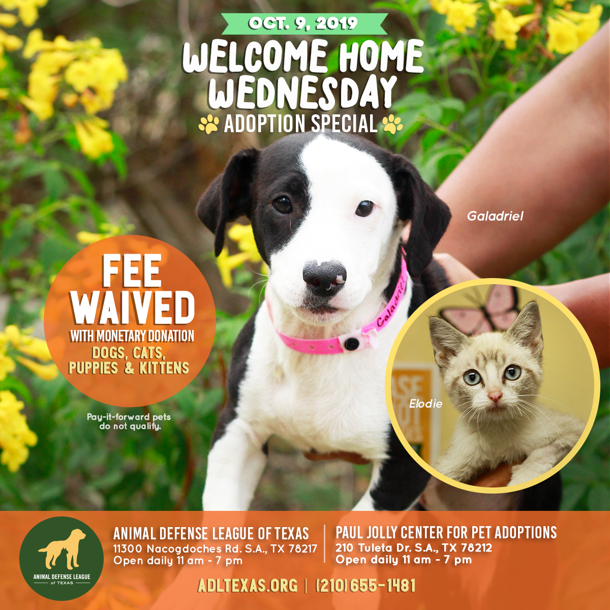 Welcome Home Wednesday Adoption Special! - Animal Defense League of ...