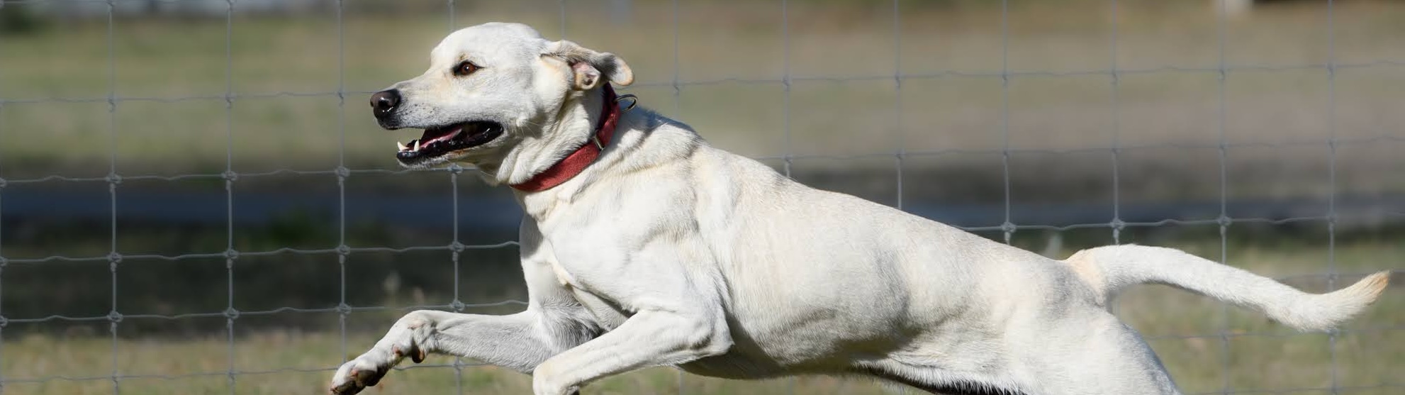Service Groups - Animal Defense League of Texas - San Antonio | Animal ...