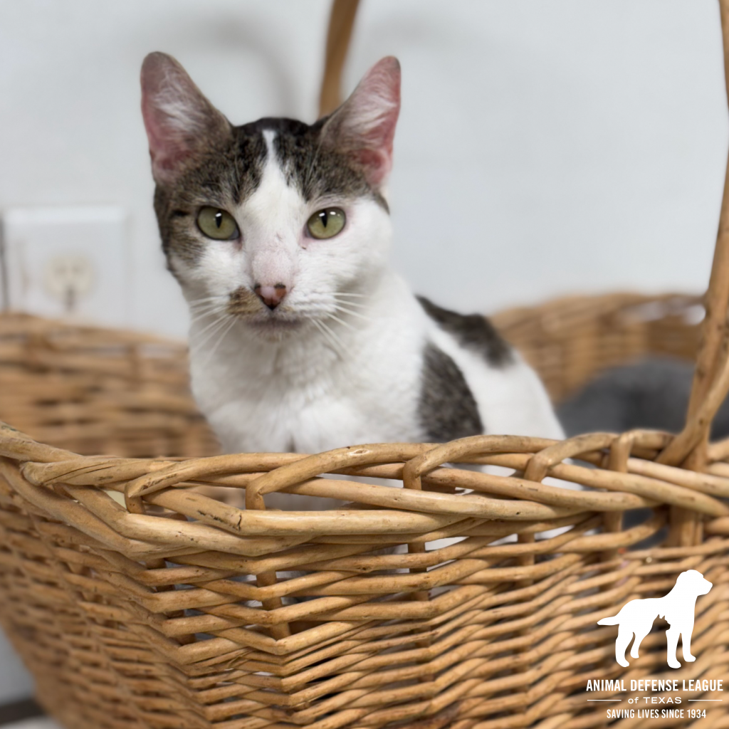 Que no PAW-re la FUR-esta! - Animal Defense League of Texas - San ...